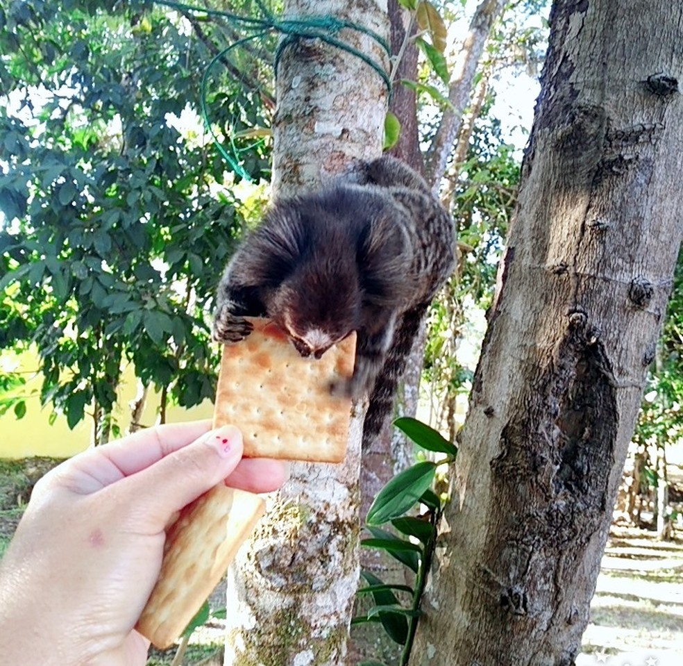 Sagui desce de árvore para pegar comida e 'foge' com bolacha de ...