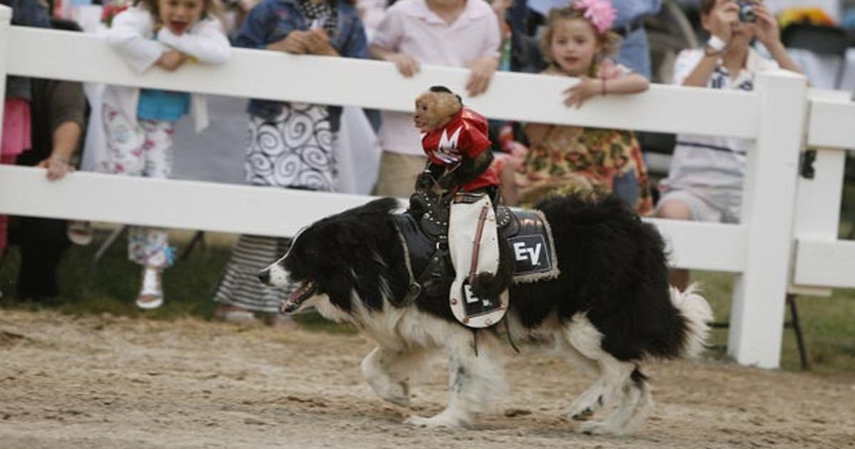 G1 - 'Macacos cowboys' fazem sucesso em rodeio nos EUA - notícias em ...