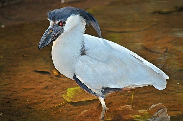 G1 - Para o ano-novo, galeria do Terra da Gente traz aves, plantas e ...