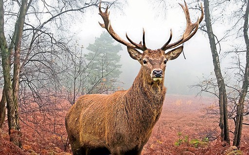 Como criar cervos - Revista Globo Rural | Como criar