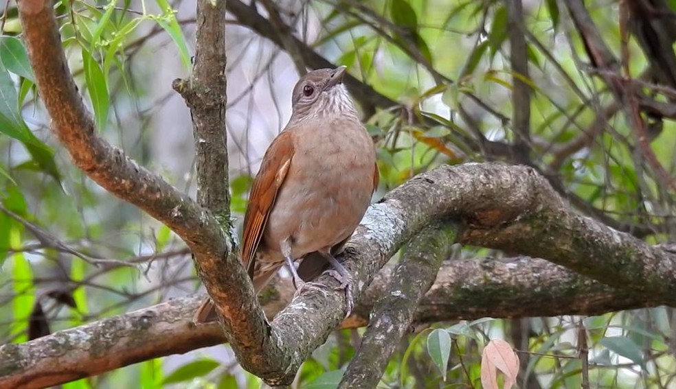 Aprenda a identificar dois sabiás comuns do Brasil | Terra da Gente | G1