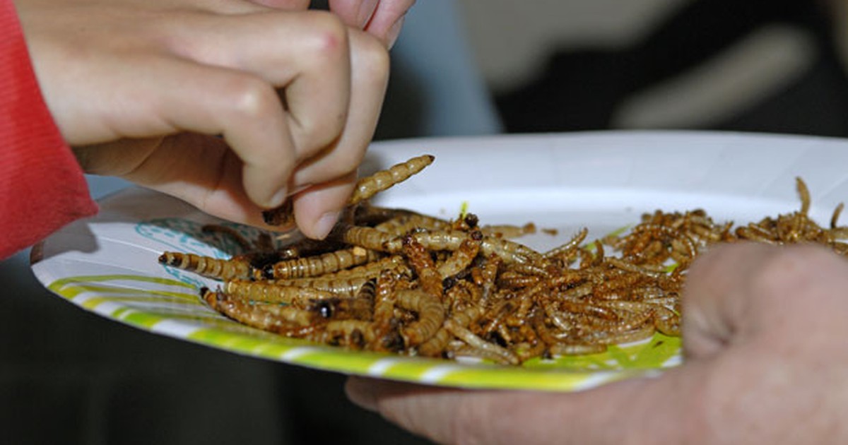 Natureza - Agência da ONU sugere dieta a base de insetos contra fome no ...