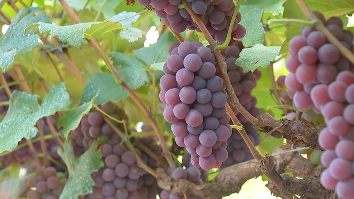 Festa da Uva dará prêmio com valor inédito para a melhor 'Uva Niágara ...