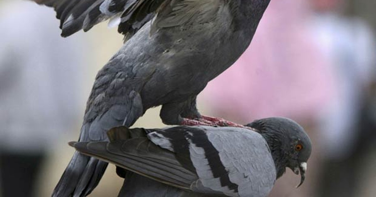 G1 - Pombo pisa em pombo em luta por comida na Índia - notícias em ...