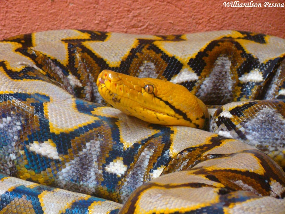 'Primas' das sucuris e jiboias: pítons são cobras exóticas não ...