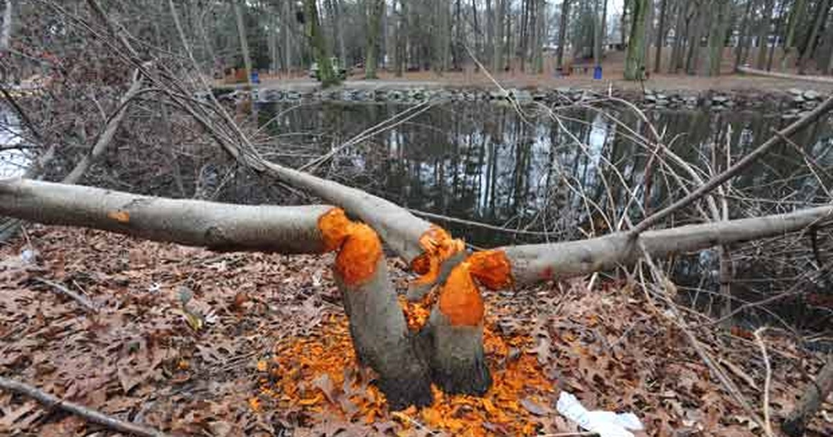 G1 - Castor 'invade' parque nos EUA - notícias em Planeta Bizarro