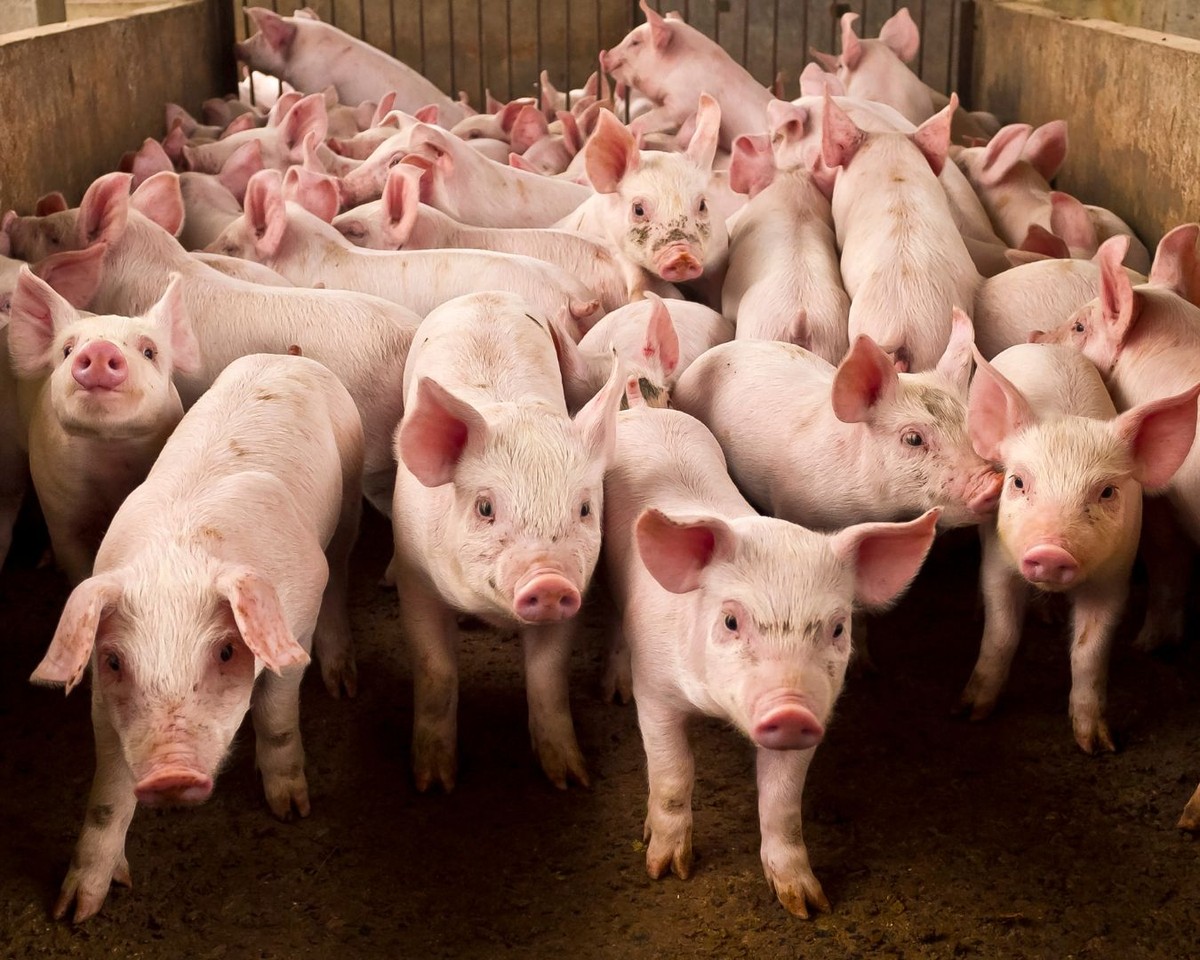 Quer saber como é produzida sua carne de porco? Estudo avalia os ...