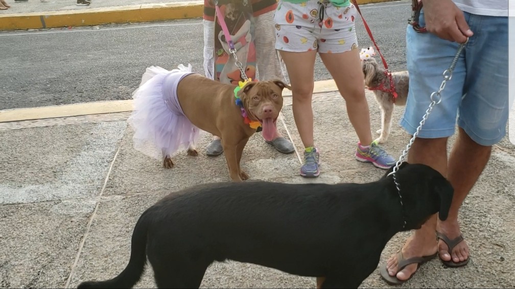 Bloco para pets reúne cachorros fantasiados no RN; veja FOTOS ...