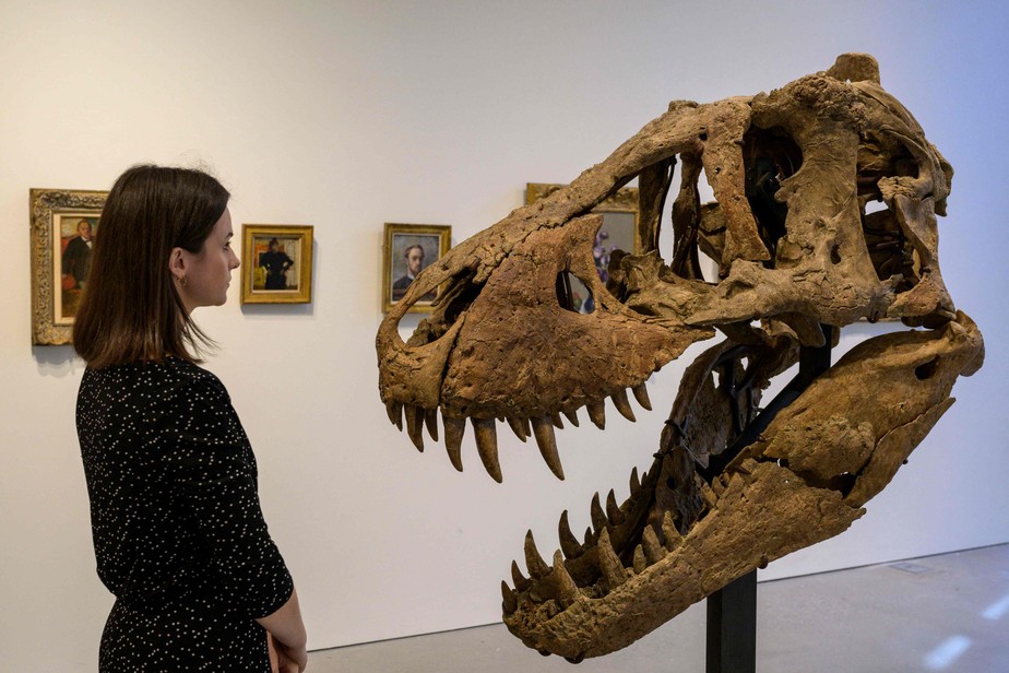Crânio de Tiranossauro rex irá a leilão e pode ser vendido por R$ 103 ...
