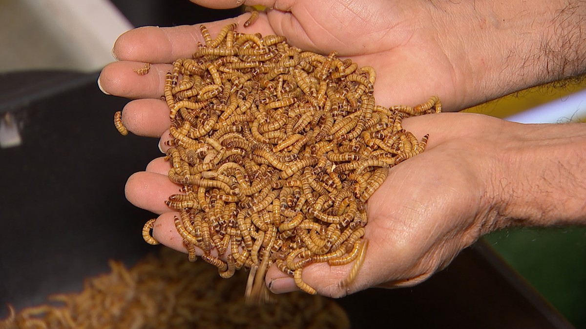 Produtores lucram com tenébrio, um inseto usado para alimentar pequenos ...