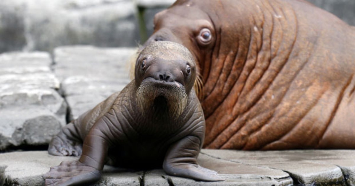 Natureza - Alemanha tem primeiro nascimento de morsa em zoológico do país