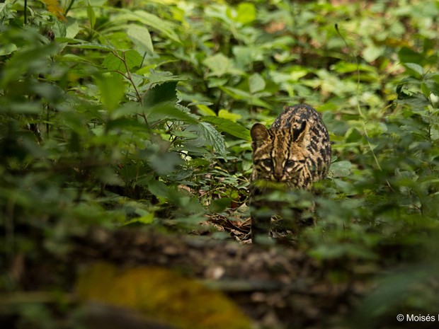 G1 - Filhote de Jaguatirica é clicado por Moisés Lima - notícias em Vc ...
