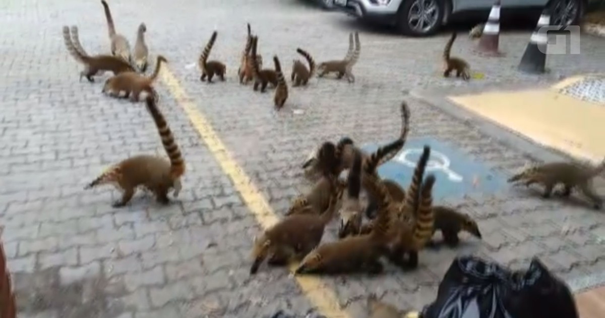 G1 - Quatis invadem shopping em busca de comida no litoral de SP ...