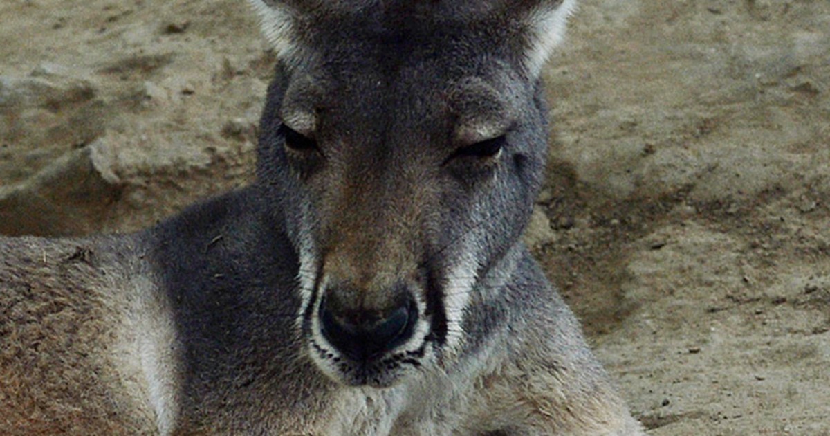 G1 - Canguru faz pose e exibe 'olhar desconfiado' em zoológico na China ...