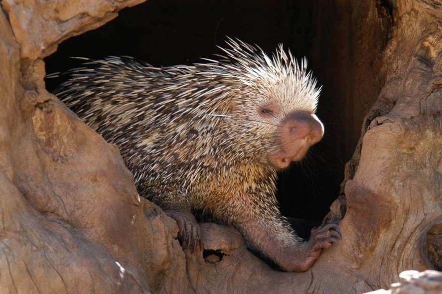 Rede Globo - Ouriço-cacheiro - fotos em Terra da Gente
