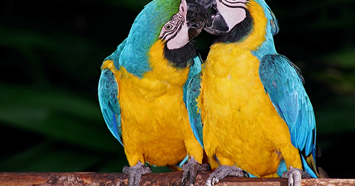 G1 - Arara-canindé percorre grandes distâncias em busca de alimentos ...