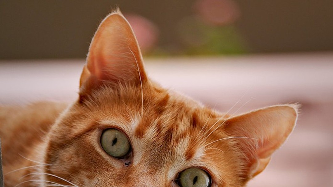Curious Cat | Software | TechTudo