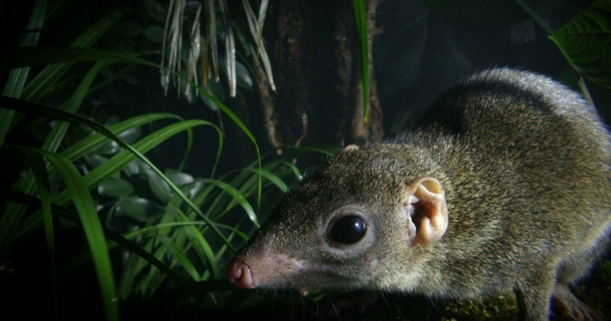 Fantástico - Musaranho das árvores demonstra agilidade em floresta na Ásia