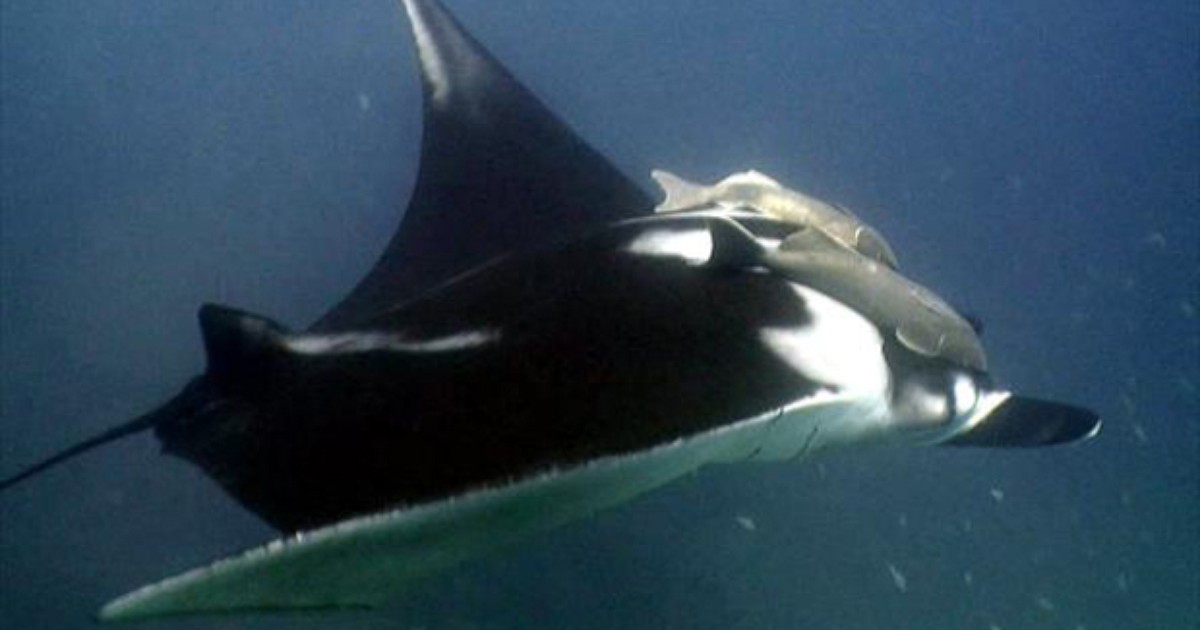 G1 - Arraia-jamanta - notícias em Fauna