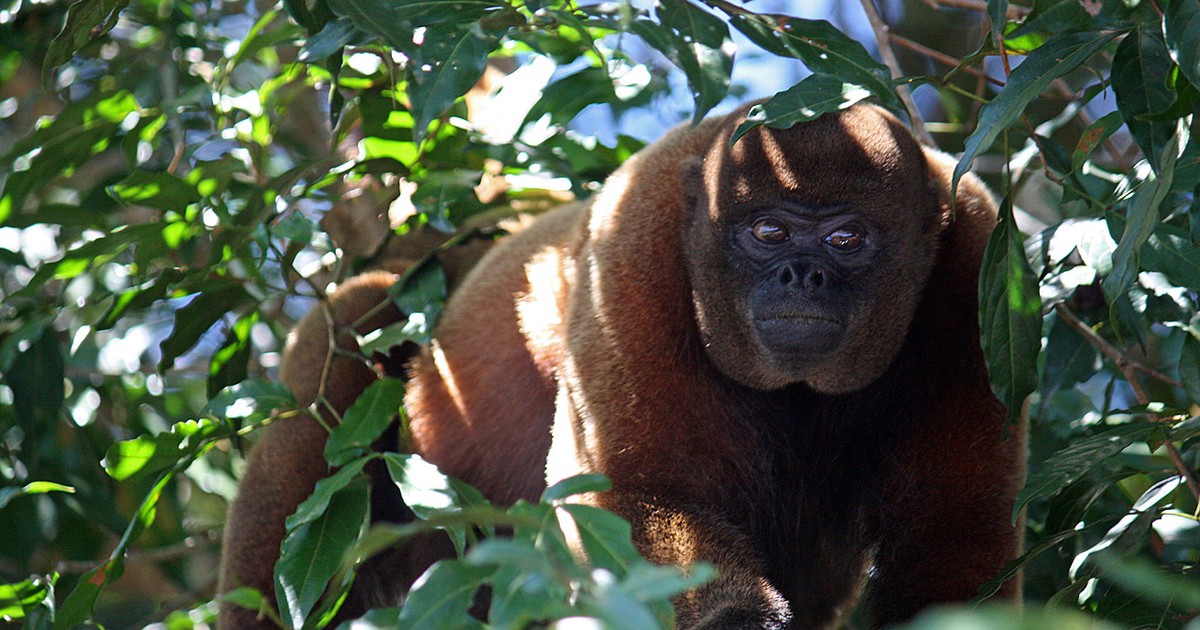 Natureza - Amazônia libera mais CO2 com caça a macacos grandes e anta ...
