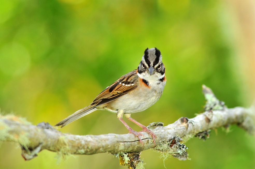 Da canção à fama na natureza: você conhece o tico-tico? | Fauna | G1