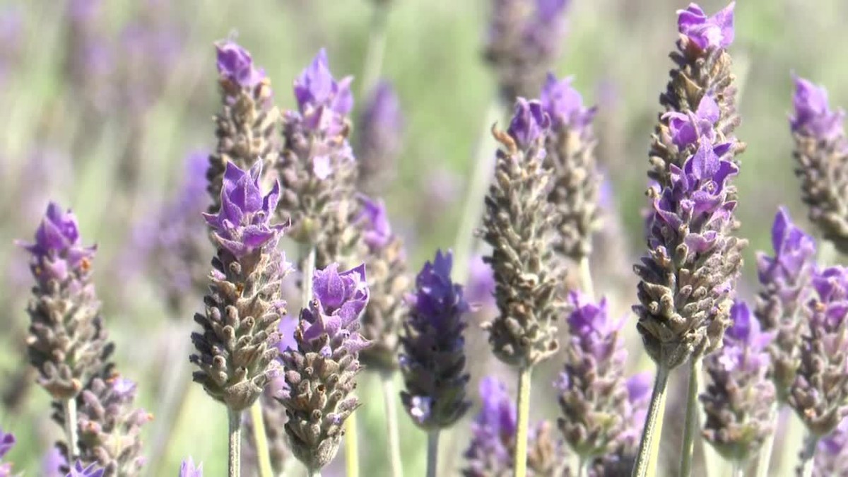 Campos de lavanda no Paraná fazem sucesso entre turistas | Caminhos do ...