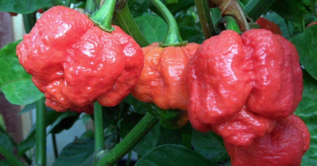 Natureza - Pimenta 'escorpião' é eleita a mais picante do mundo