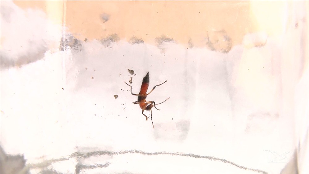 Especialistas revelam mitos e verdades sobre o potó: inseto que causa ...