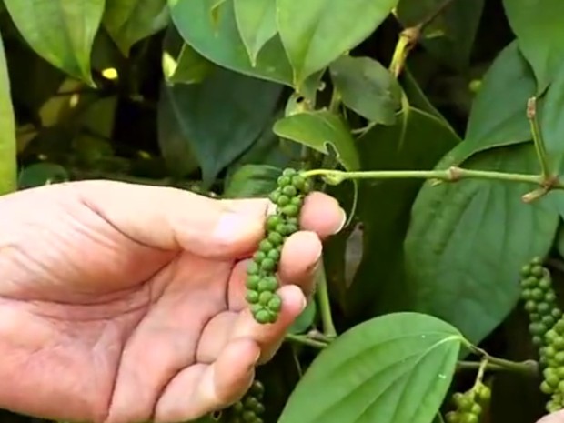 G1 - Empresário cultiva mais de 200 plantas exóticas em fazenda de ...