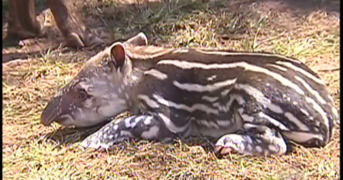 G1 - Filhote de anta nasce e bosque de Rio Preto ganha um novo morador ...