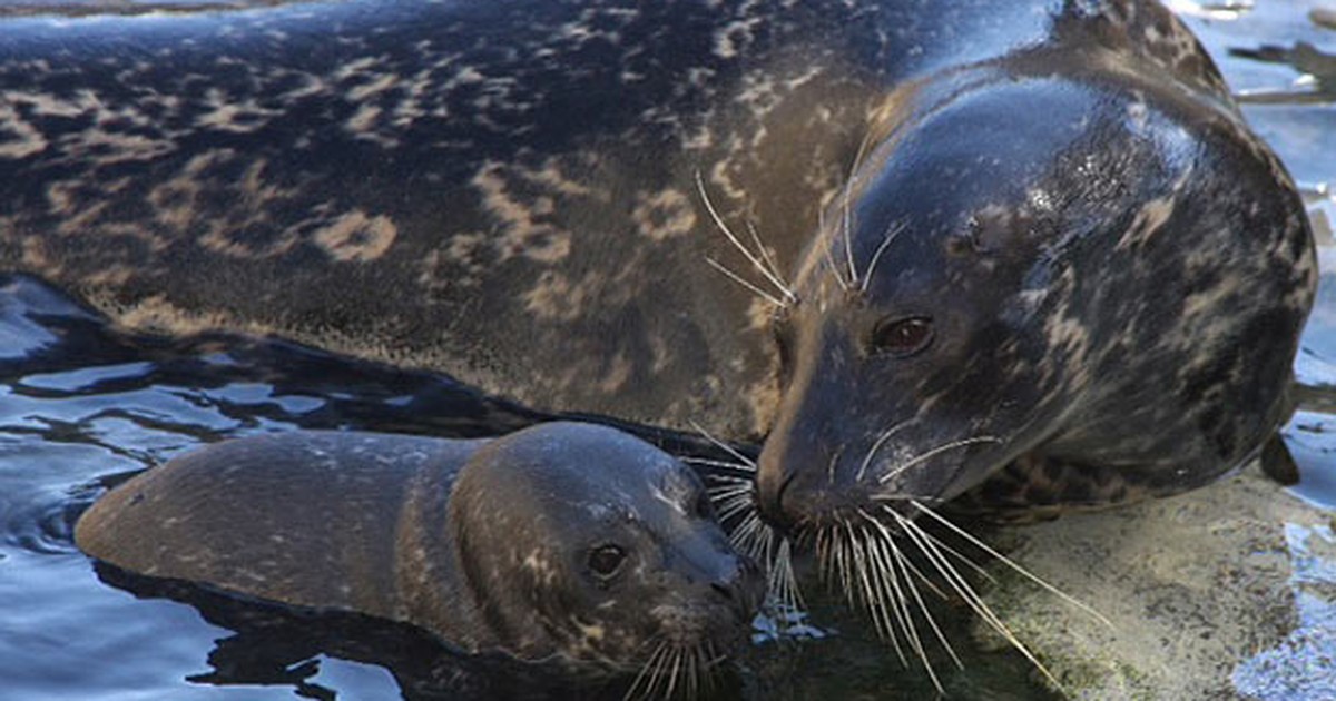 Natureza - Foca tem primeiro filhote aos 16 anos e surpreende aquário ...