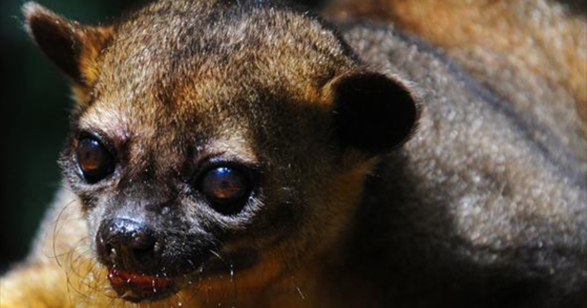 G1 - Jupará - notícias em Fauna