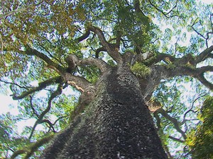 G1 - Jequitibás gigantes têm um refúgio no Parque Estadual Vassununga ...