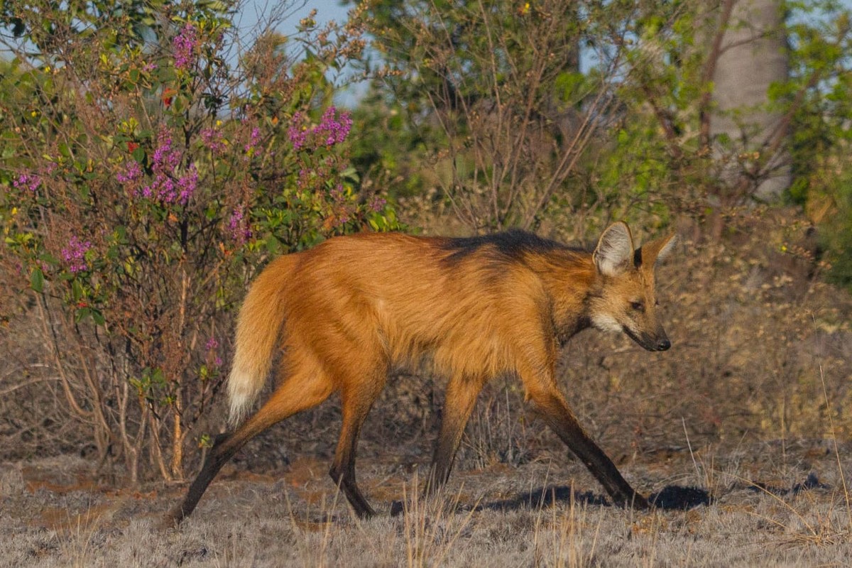 Na cédula e na natureza, quanto vale o lobo-guará? Veja curiosidades ...