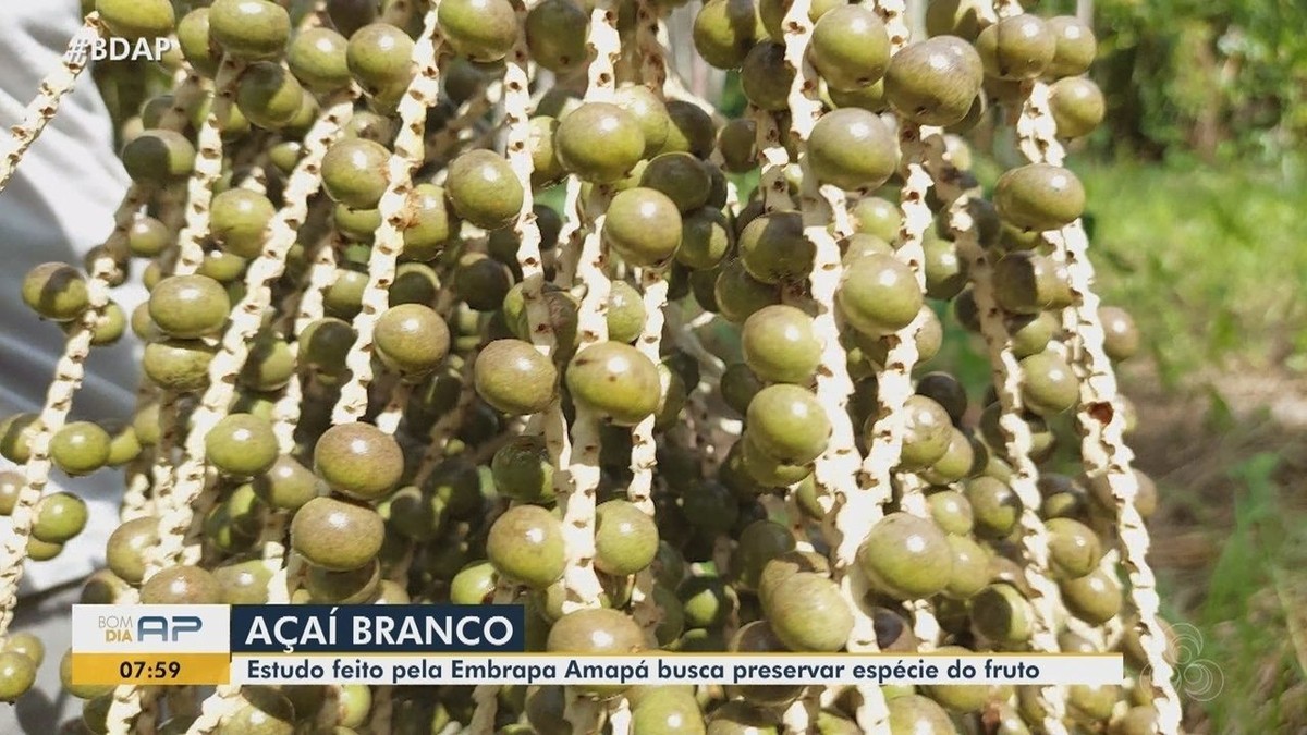 Açaí branco: pesquisador da Embrapa teme extinção de espécie menos ...