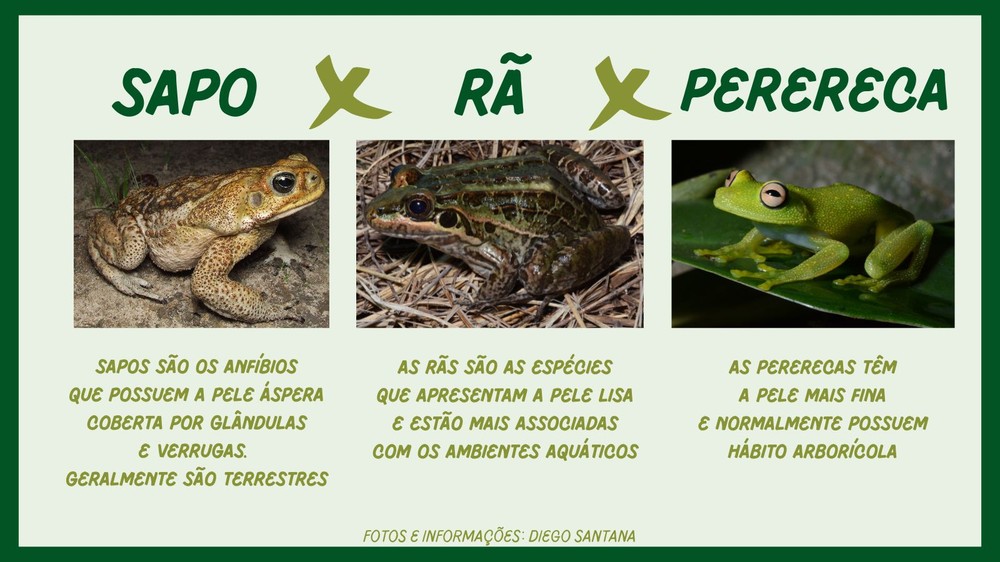 Perereca amazônica possui interior da boca azul e é vendida como pet no ...