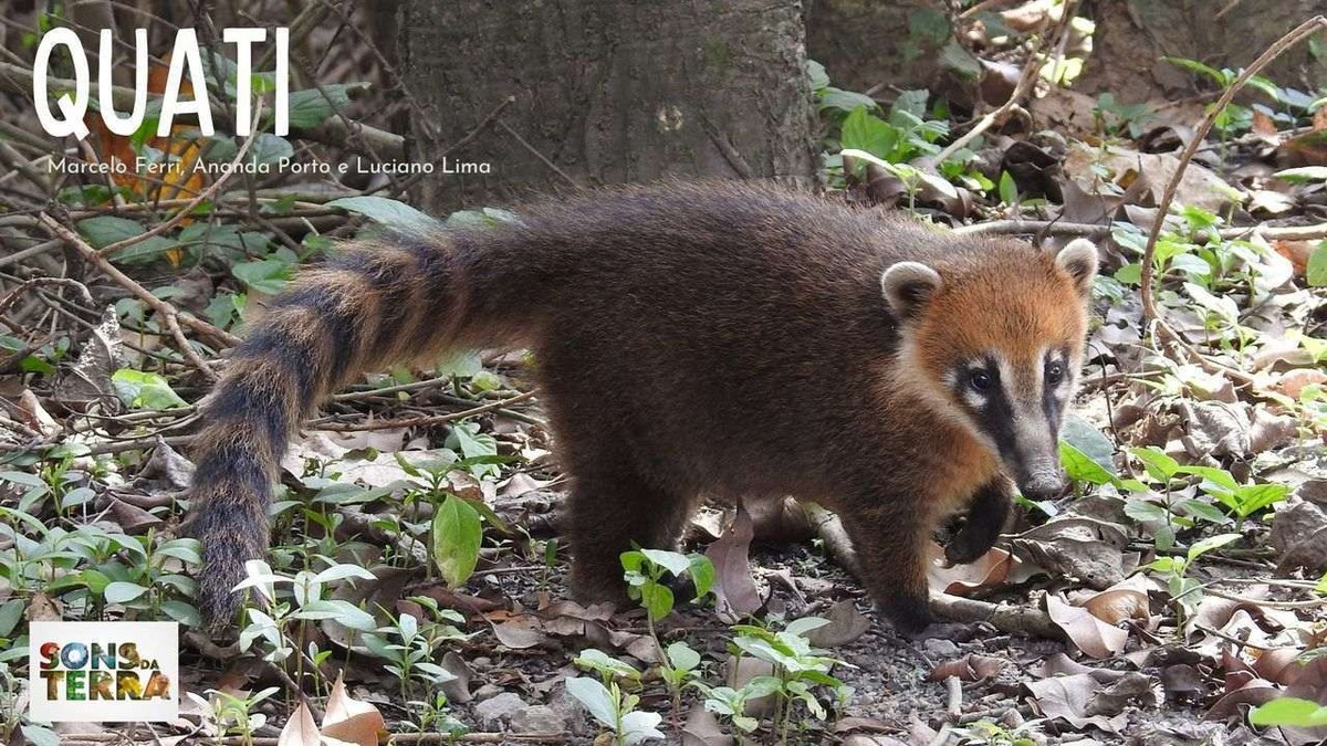 'Sons da Terra': Você já ouviu o som do quati? | Terra da Gente | G1