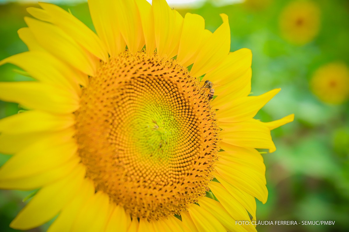 Campo de girassóis abre por dois dias para visitação na zona Rural de ...