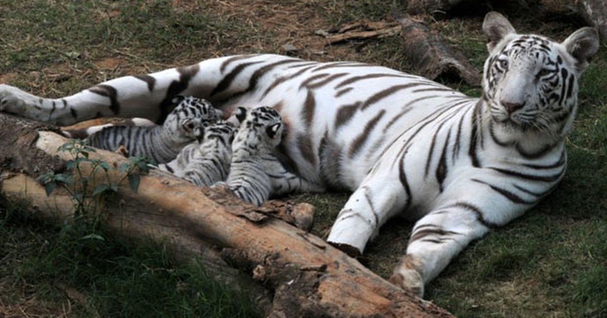 Natureza - Tigre branco amamenta filhotes em zoológico na Índia