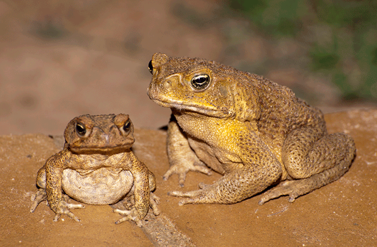 Na Austrália, sapos-cururus se transformam em canibais implacáveis ...