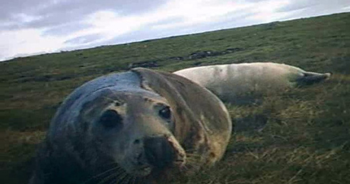 G1 - Focas têm comportamentos diferentes em relação aos filhotes ...