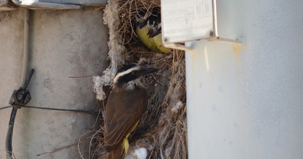 G1 - Casal de bem-te-vis ocupa ninho em poste na Zona Oeste de SP ...