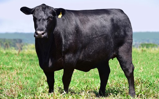 Marca VPJ vende angus, brangus e quarto-de-milha - Revista Globo Rural ...