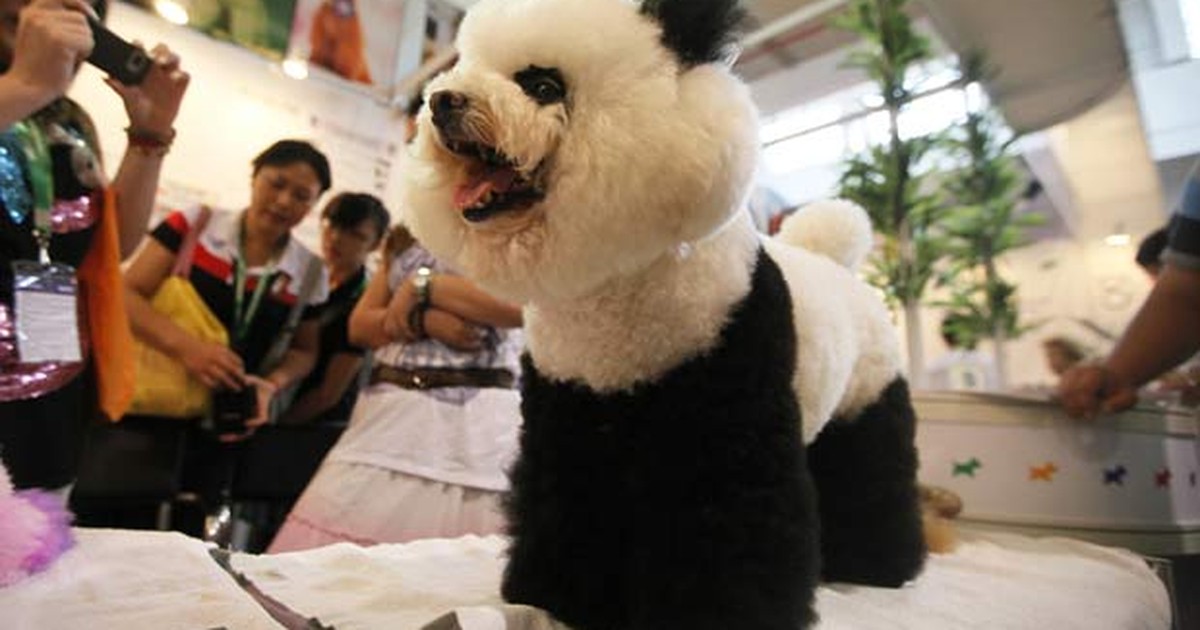 G1 - Poodle tem pelo pintado para ficar parecido com panda gigante ...