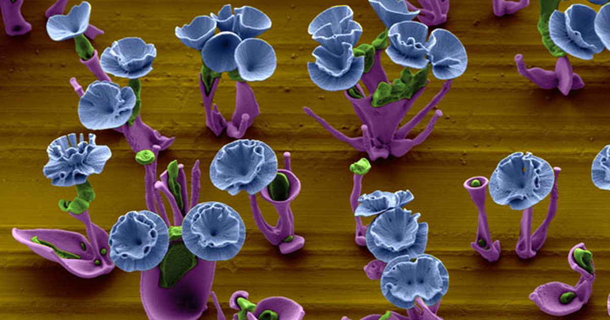 G1 - Cientista usa elementos químicos para criar formas de flores ...