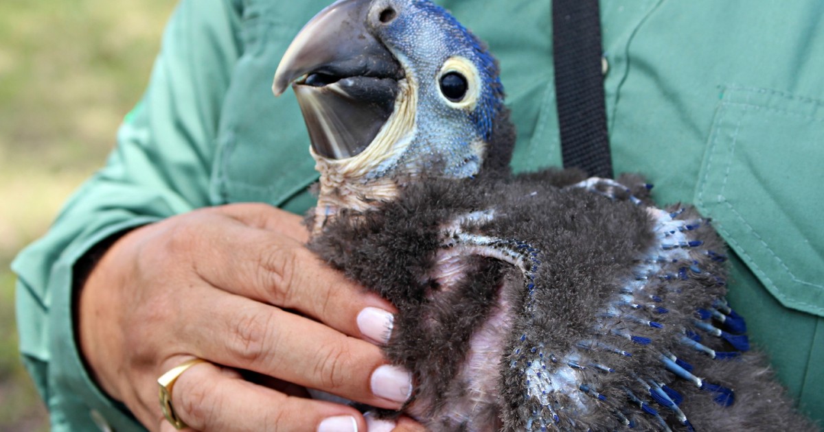 G1 - Araras-azuis encantam turistas no Pantanal de Mato Grosso do Sul ...
