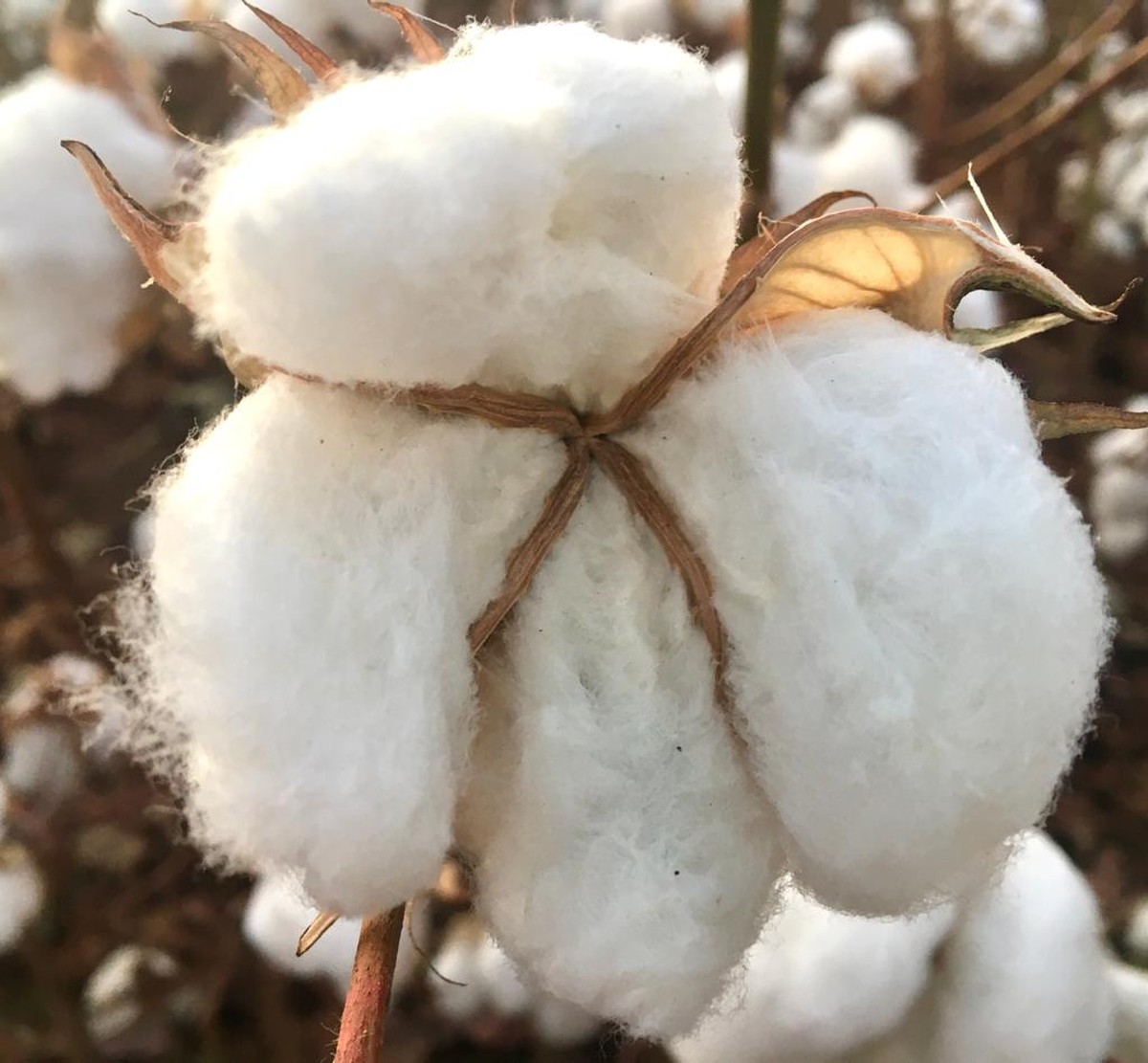 Commodities: Algodão tem nova alta expressiva em NY | Agronegócios ...