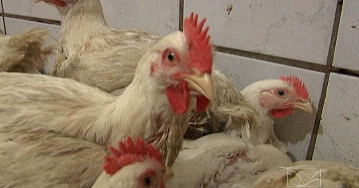 G1 - Quilo do frango está mais caro em feiras e supermercados de São ...
