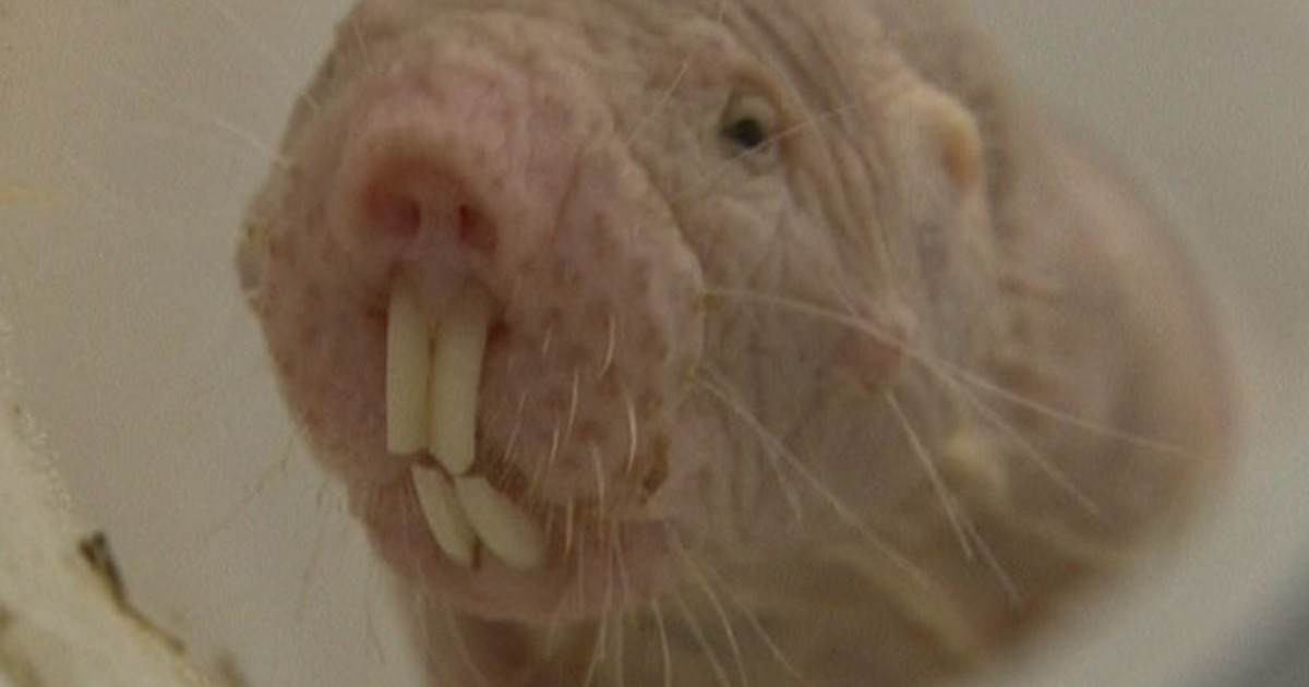 G1 - Conheça o rato-toupeira pelado - notícias em Mundo