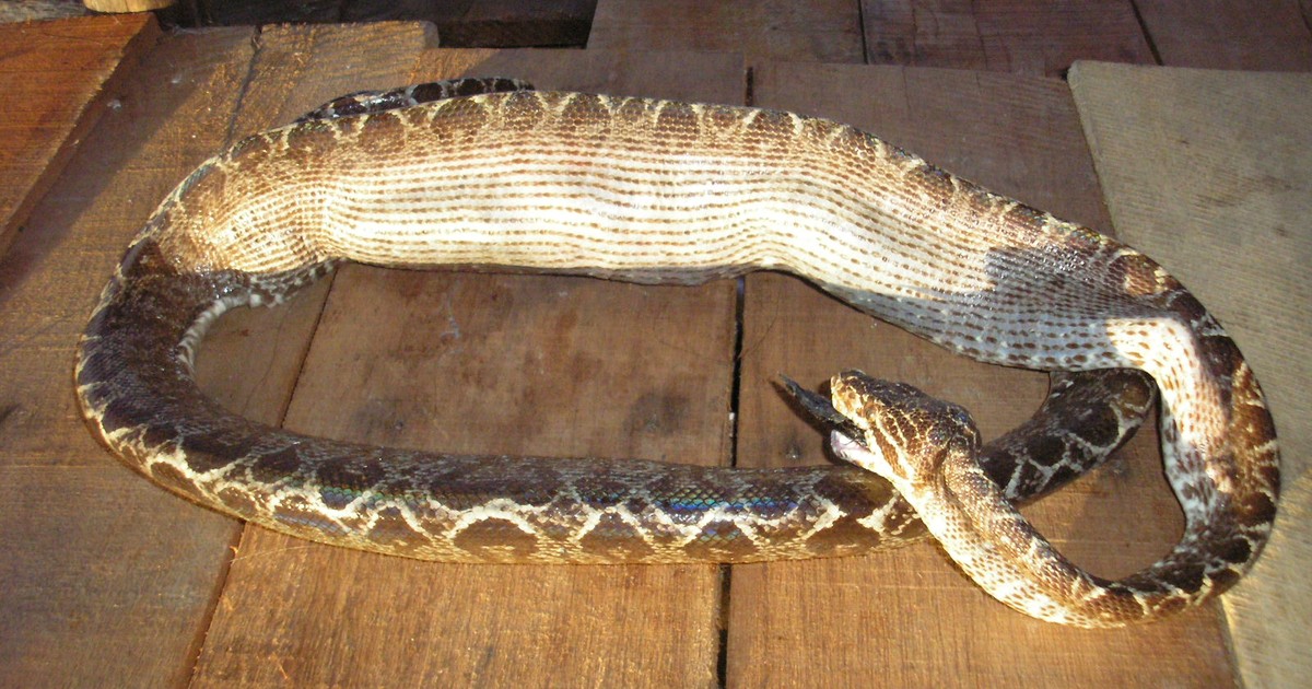 G1 - Em registro inédito, cobra devora macaco quase do mesmo peso ...